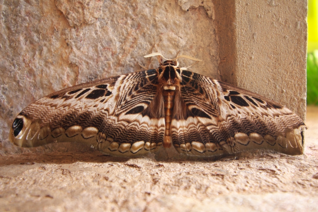 Dactyloceras lucina from Liati Wote, Ghana on August 12, 2020 at 03:25 ...