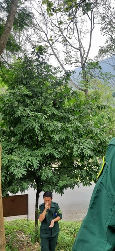 Mitrephora harae · iNaturalist