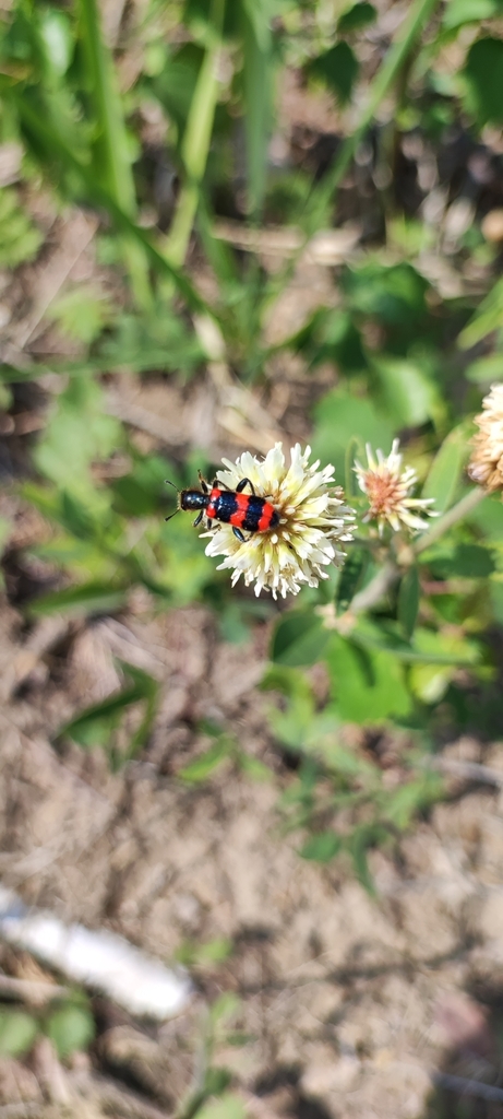 Bee-eating Beetle from Свердловская обл., Россия, 624042 on June 17 ...
