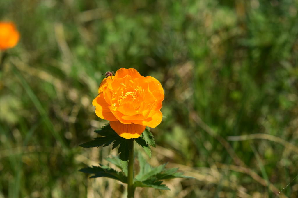 Asian globeflower from Баянзүрх, Монгол Улс on June 10, 2023 at 02:47 ...