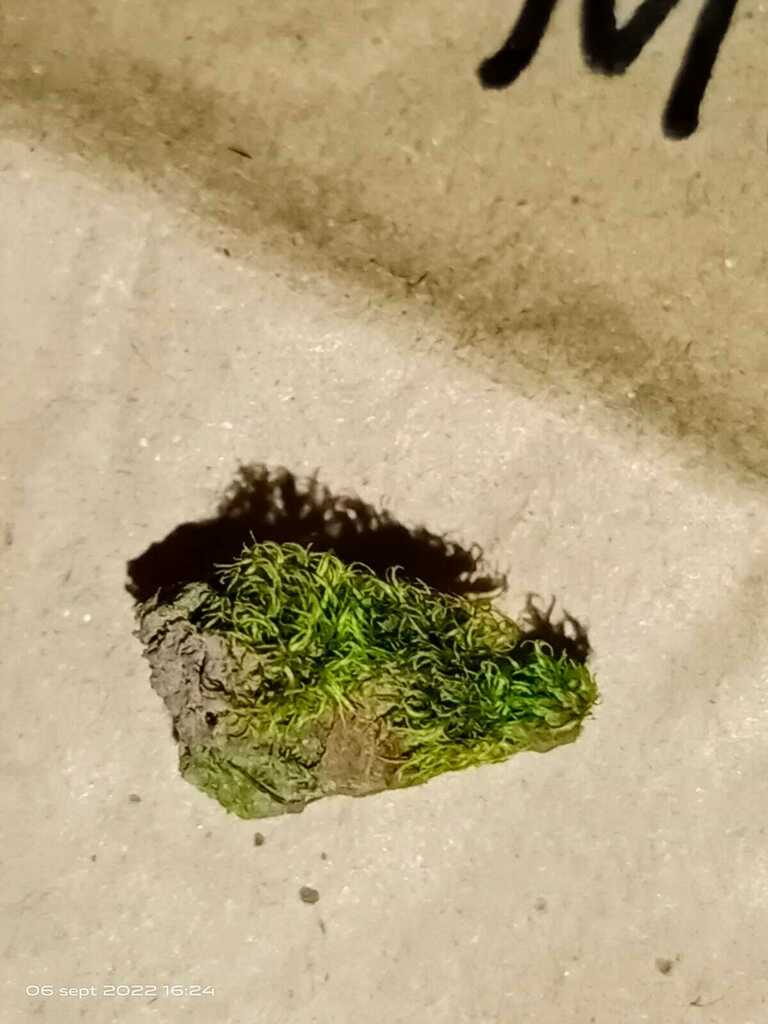 Dicranella hilariana from Suaita, Santander, Colombia on August 30 ...