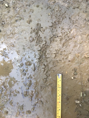 iNaturalist Tracking Database – NatureTracking