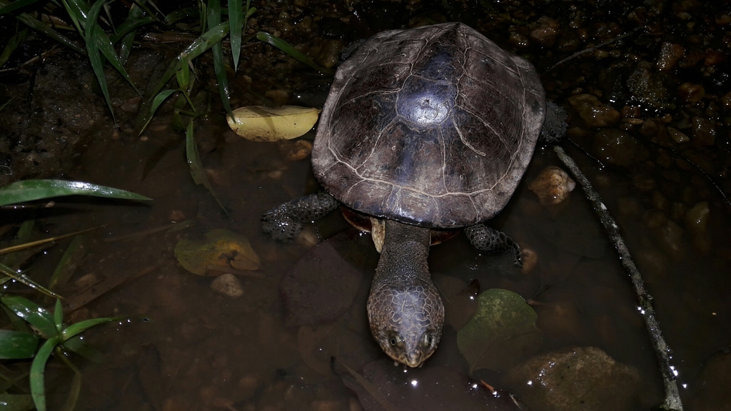 Gibba Toad-headed Turtle from Sangre Grande Regional Corporation ...
