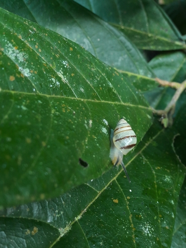 Mesembrinus broadwayi · iNaturalist