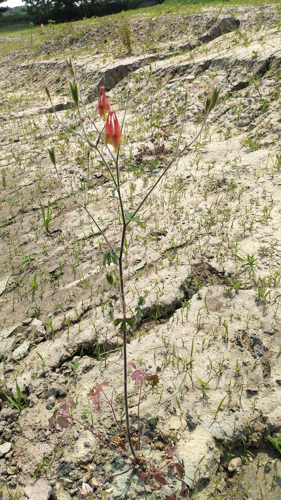 red columbine from Mount Brydges, ON N0L 1W0, Canada on June 9, 2023 at ...