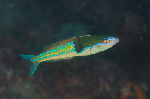 Royal Pencil Wrasse (Pseudojuloides severnsi) · iNaturalist Guatemala