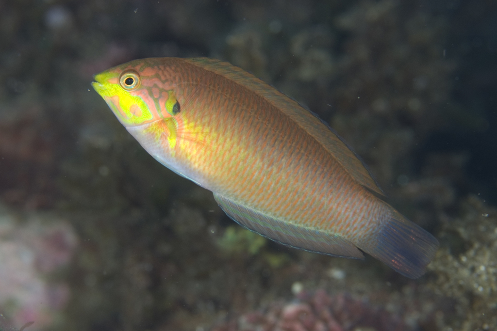 Moyer's Leopard Wrasse Size: S Below 1 | lupon.gov.ph