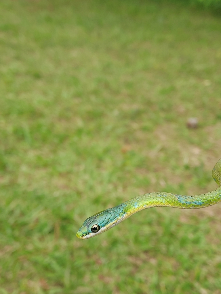 Rough Greensnake from Chapel Hill, NC 27514, USA on May 9, 2023 at 09: ...
