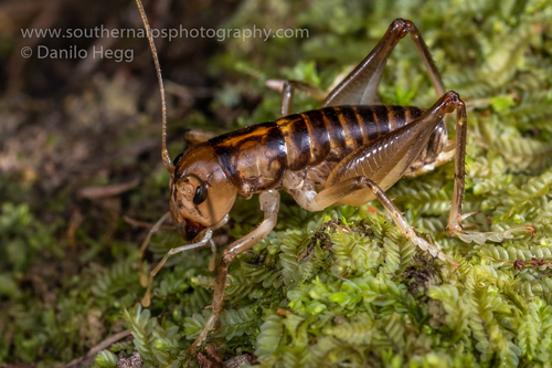 Hemiandrus sterope · iNaturalist