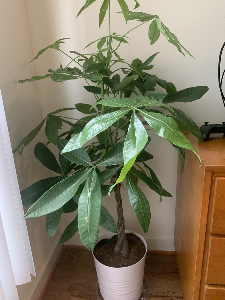 provision tree from Bagby St, Houston, TX, US on June 17, 2023 at 02:14 ...