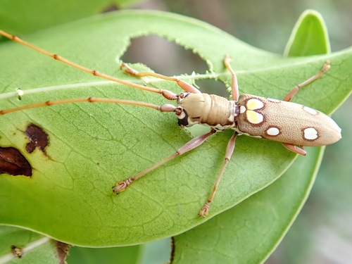 Genus Olenecamptus · iNaturalist