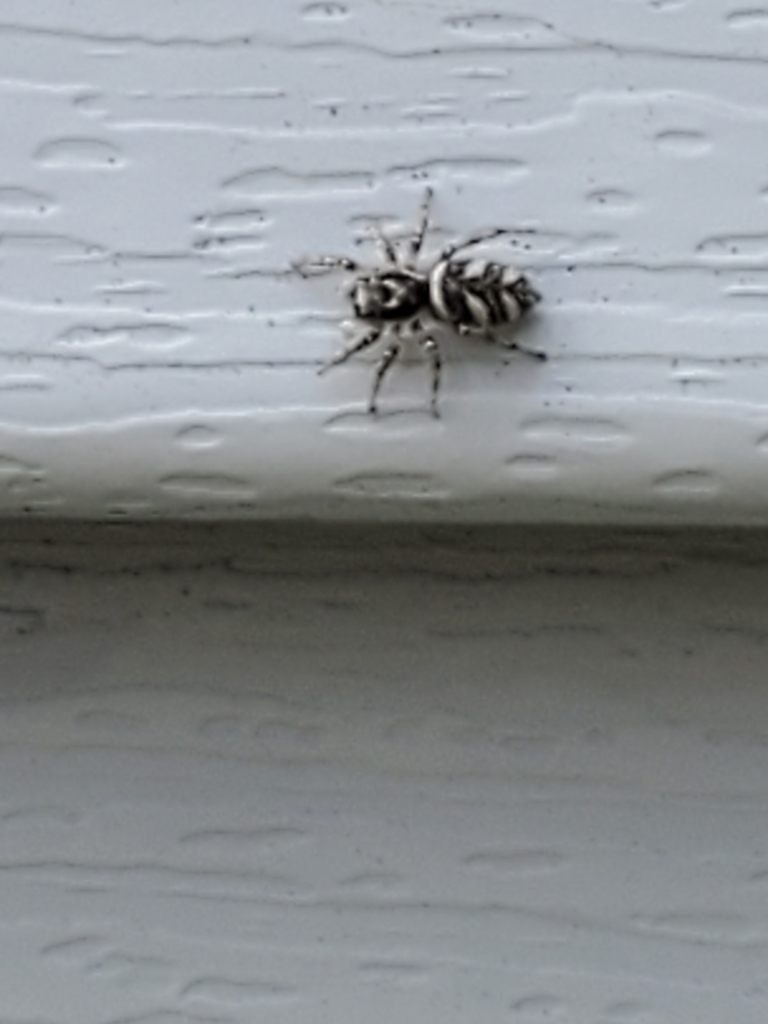 Zebra Jumping Spider from Calumet Twp, MI, USA on June 17, 2023 at 03: ...