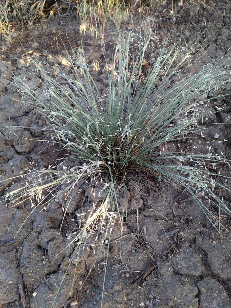 Sand Ricegrass from Malheur County, US-OR, US on June 10, 2023 at 06:11 ...