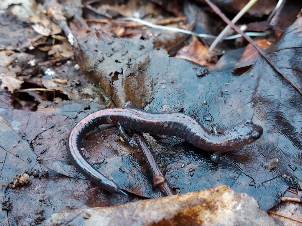 Eastern Red-backed Salamander from Durham, NC 27712, USA on February 17 ...
