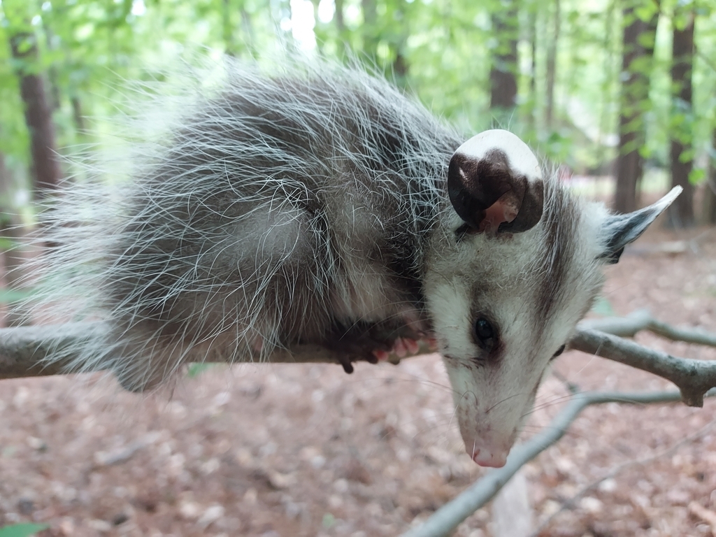 Virginia Opossum from Spring Valley, Durham, NC 27705, USA on April 30 ...