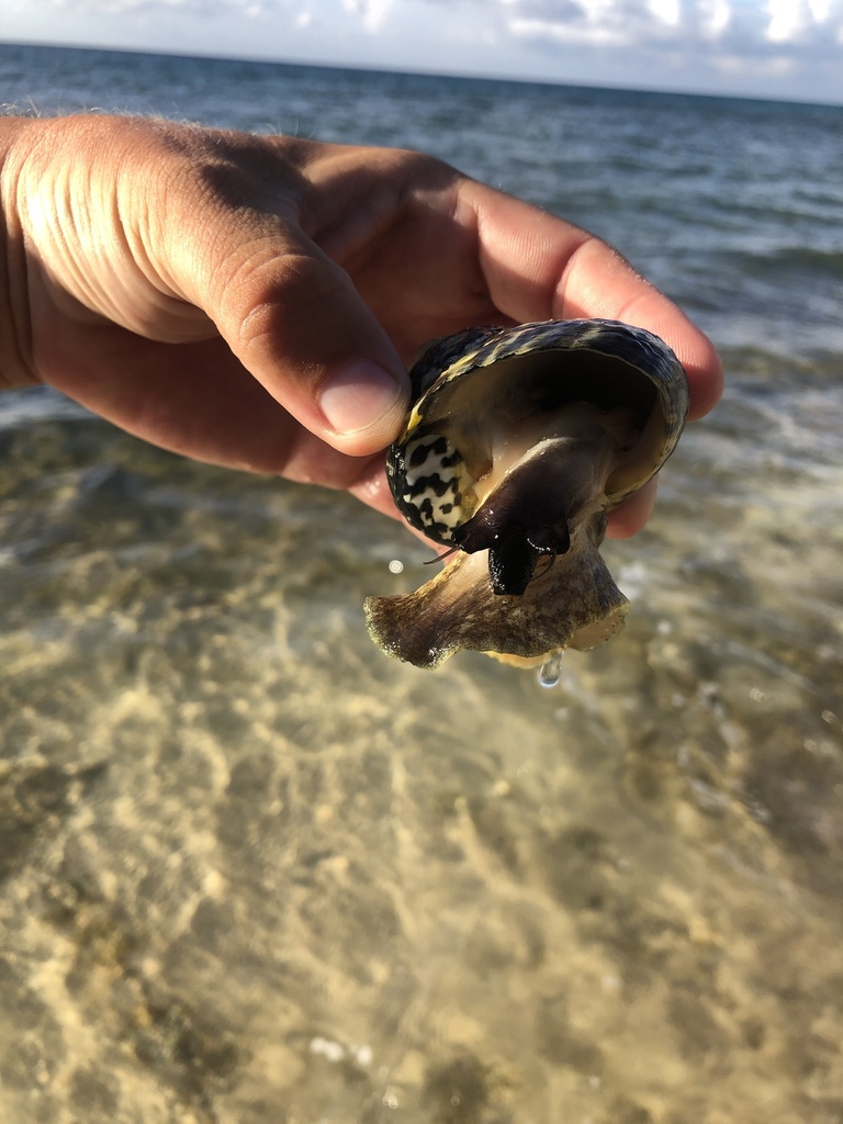 West Indian Top Shell from Cane Bay, United States Virgin Islands, US ...