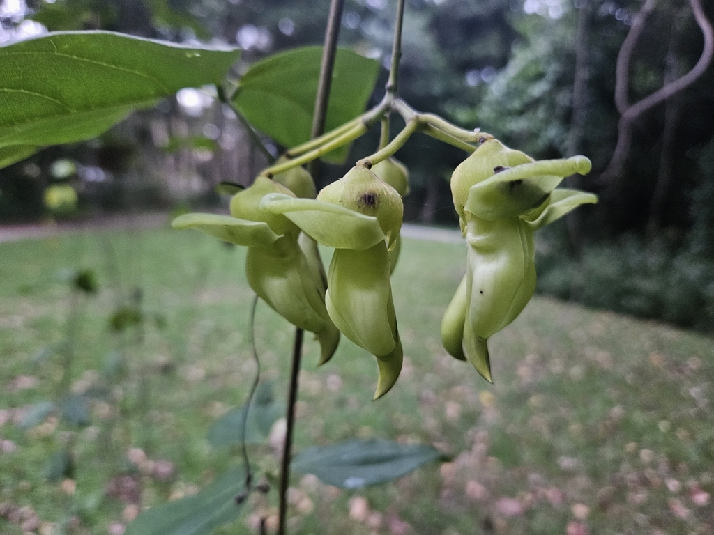 Burny Bean from Manoora QLD 4870, Australia on June 15, 2023 at 05:50 ...