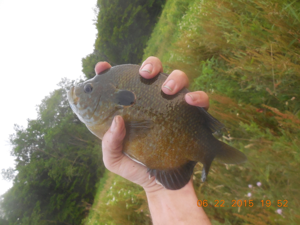 Greengill Sunfish from Venango County, PA, USA on June 22, 2015 by ...