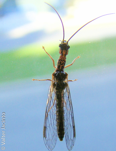Fibla hesperica · iNaturalist