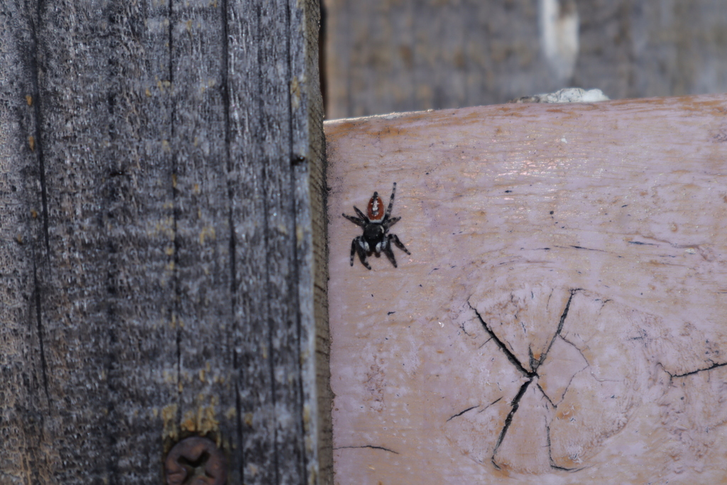 Phidippus californicus from Hidalgo County, NM, USA on June 17, 2023 at ...