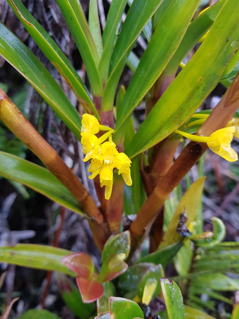 Maxillaria alticola from Pimampiro, EC-IM, EC on June 17, 2023 at 09:06 ...