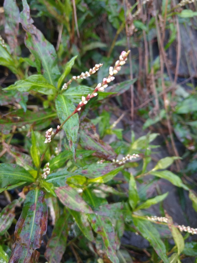 slender knotweed from Warrandyte VIC 3113, Australia on June 18, 2023 ...
