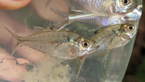 género Chanda · NaturaLista Colombia