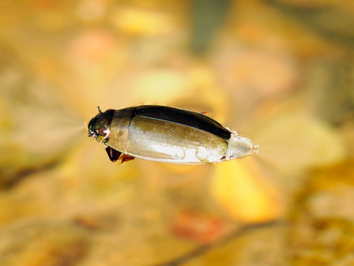 Macrogyrus striolatus · iNaturalist