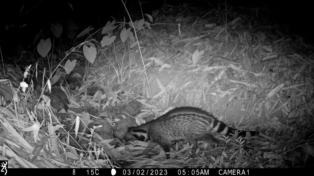 Large Indian Civet in March 2023 by Thailand Wild. Private Nature ...