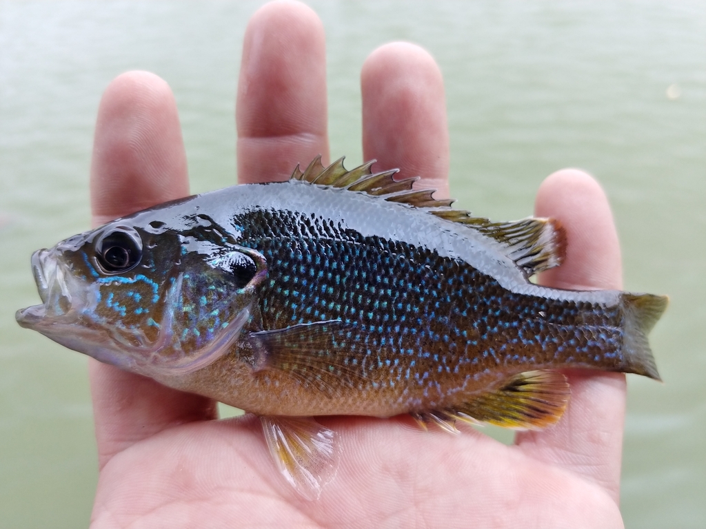 Green Sunfish in June 2023 by Jack in the Pulpit · iNaturalist