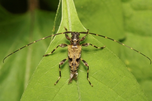 (Leptocometes hispidus)