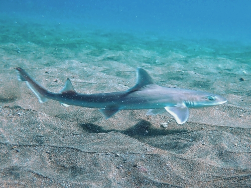Common Smooth-hound (Mustelus mustelus) · iNaturalist United Kingdom