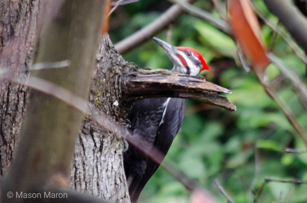 Pileated Woodpecker from 24 Texas Way, Seattle, WA 98199, USA on ...