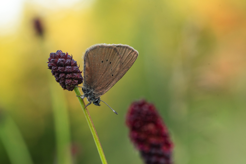 Dusky Large Blue in June 2023 by Tabea Wulms · iNaturalist
