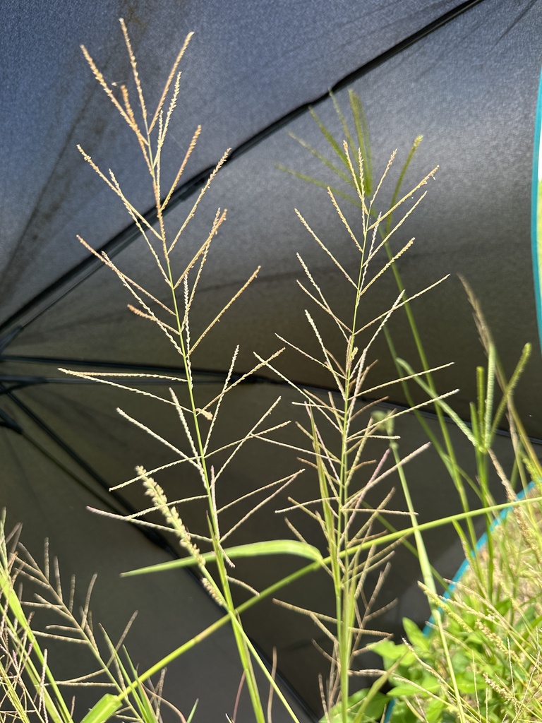 Chinese Sprangletop from 台灣嘉義縣 on June 18, 2023 at 01:50 PM by ...