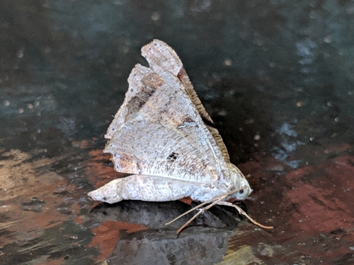 Pero fragila · iNaturalist