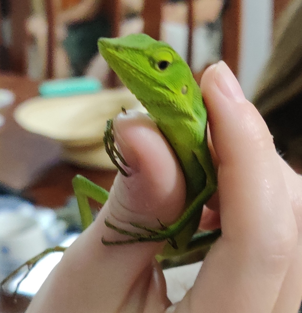 Vietnamese Forest Lizard in June 2023 by Julia Blackbird · iNaturalist