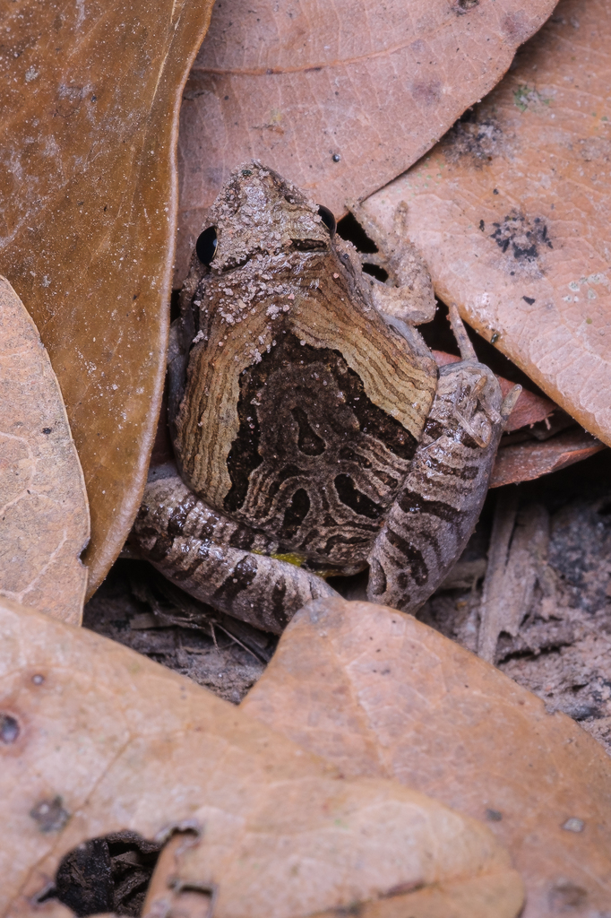 Beautiful Pygmy Frog from Kuleaen, Cambodia on December 4, 2018 at 08: ...