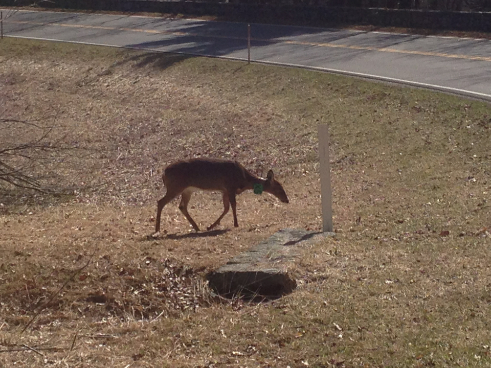 Virginia White-tailed Deer from Shenandoah National Park, Luray ...