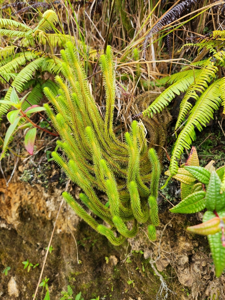 Phlegmariurus reflexus from Veguitas, Jayuya 00664, Puerto Rico on June ...