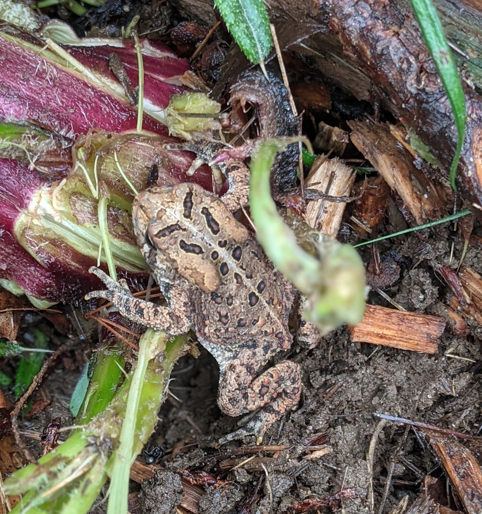 American Toad from Stockton Springs on June 18, 2023 at 01:09 PM by ...