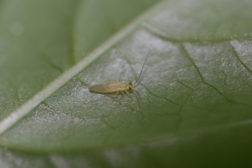 Lizard Barklice from Sullivan County, TN, USA on June 18, 2023 at 01:30 ...