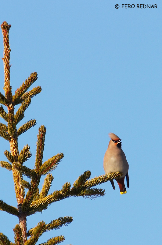 Bohemian Waxwing from 032 23 Bobrovník, Slovensko on January 7, 2006 at ...