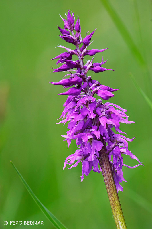 Early Purple Orchid from 027 21 Žaškov, Slovensko on May 21, 2006 at 03 ...