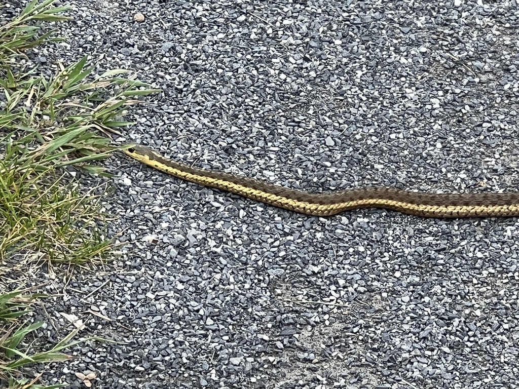 Common Garter Snake from Seneca Falls, NY, US on June 18, 2023 at 10:49 ...