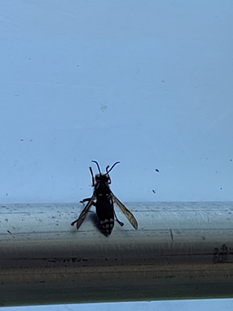 Bald-faced Hornet from Henrico, VA 23231, USA on June 18, 2023 at 05:18 ...