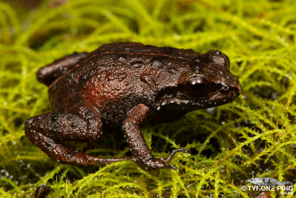 Riviersonderend Moss Frog from Overberg District Municipality, South ...