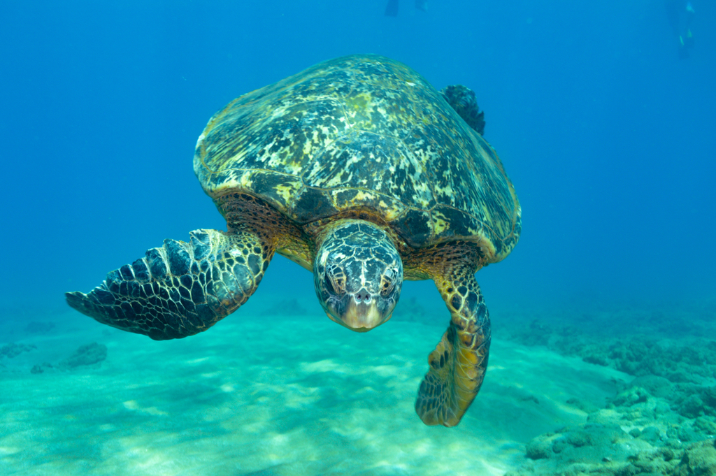 Typical Sea Turtles on November 4, 2018 at 01:47 AM by Robert Joseph ...