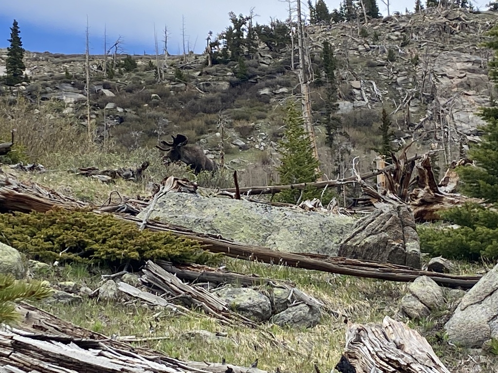 Moose from Chicago Lakes, Idaho Springs, CO, US on June 18, 2023 at 11: ...
