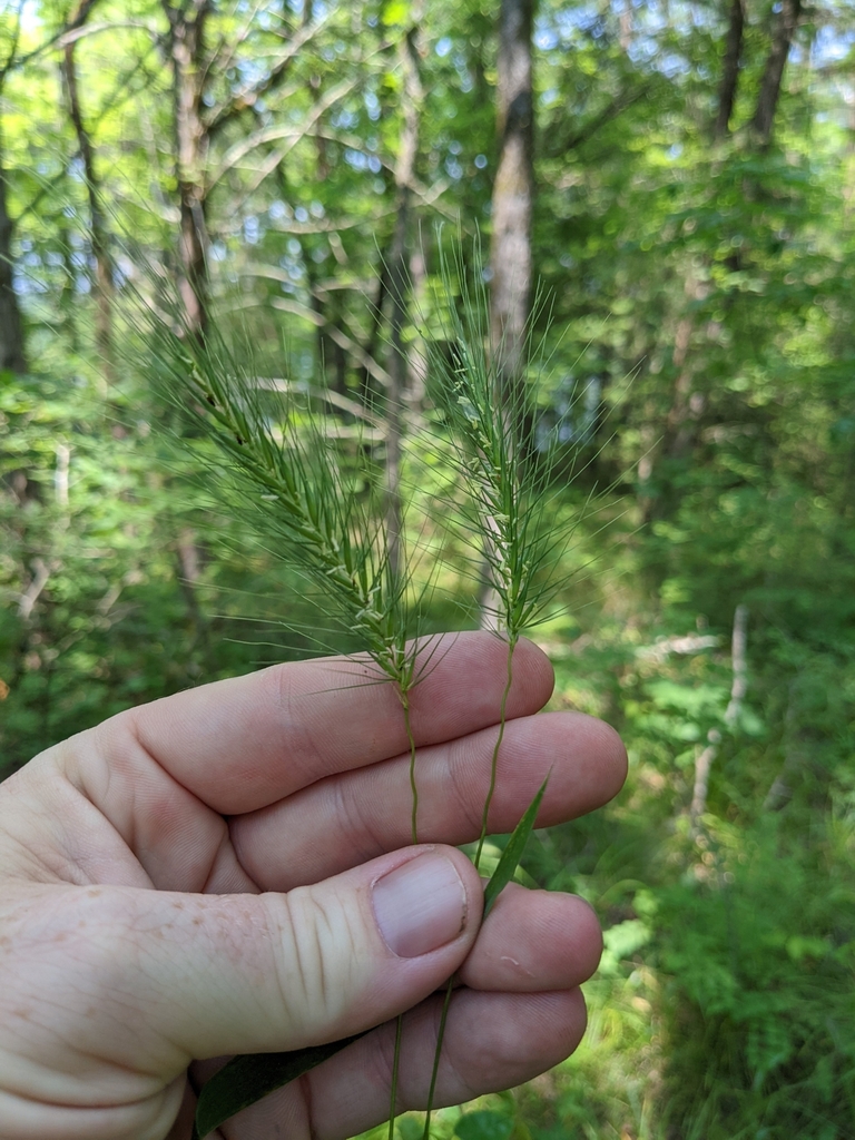 hairy wild rye in June 2023 by Eric Ungberg. Mafic soils, upper leaf ...
